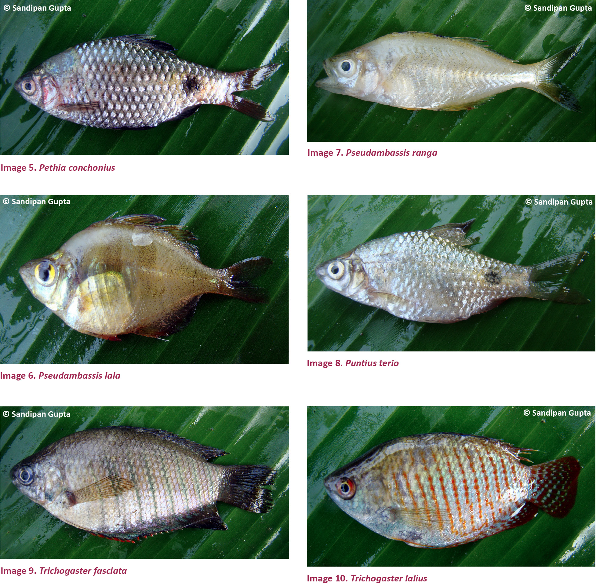 Indigenous ornamental freshwater ichthyofauna of the Sundarban ...