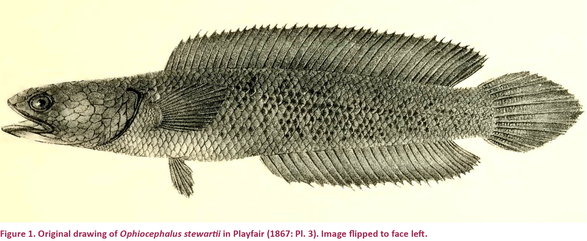 Channa pardalis, a new species of snakehead (Teleostei: Channidae) from ...