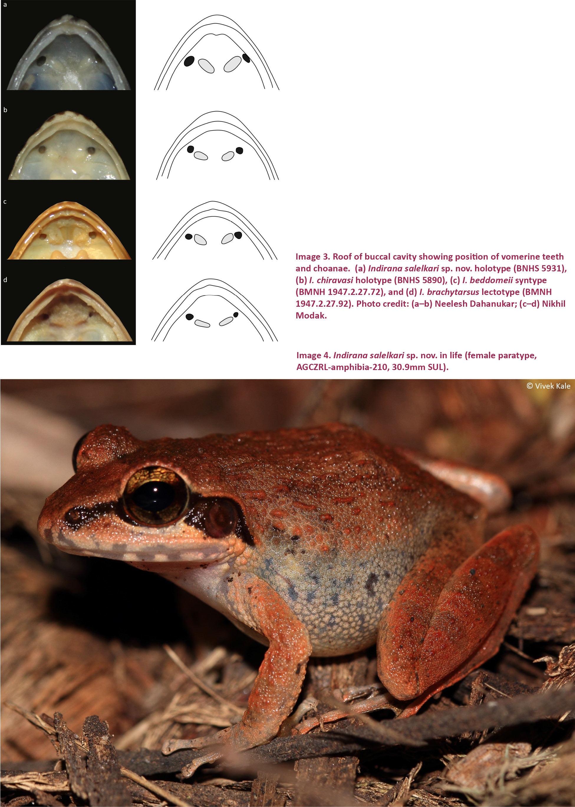 Indirana salelkari, a new species of leaping frog (Anura: Ranixalidae ...
