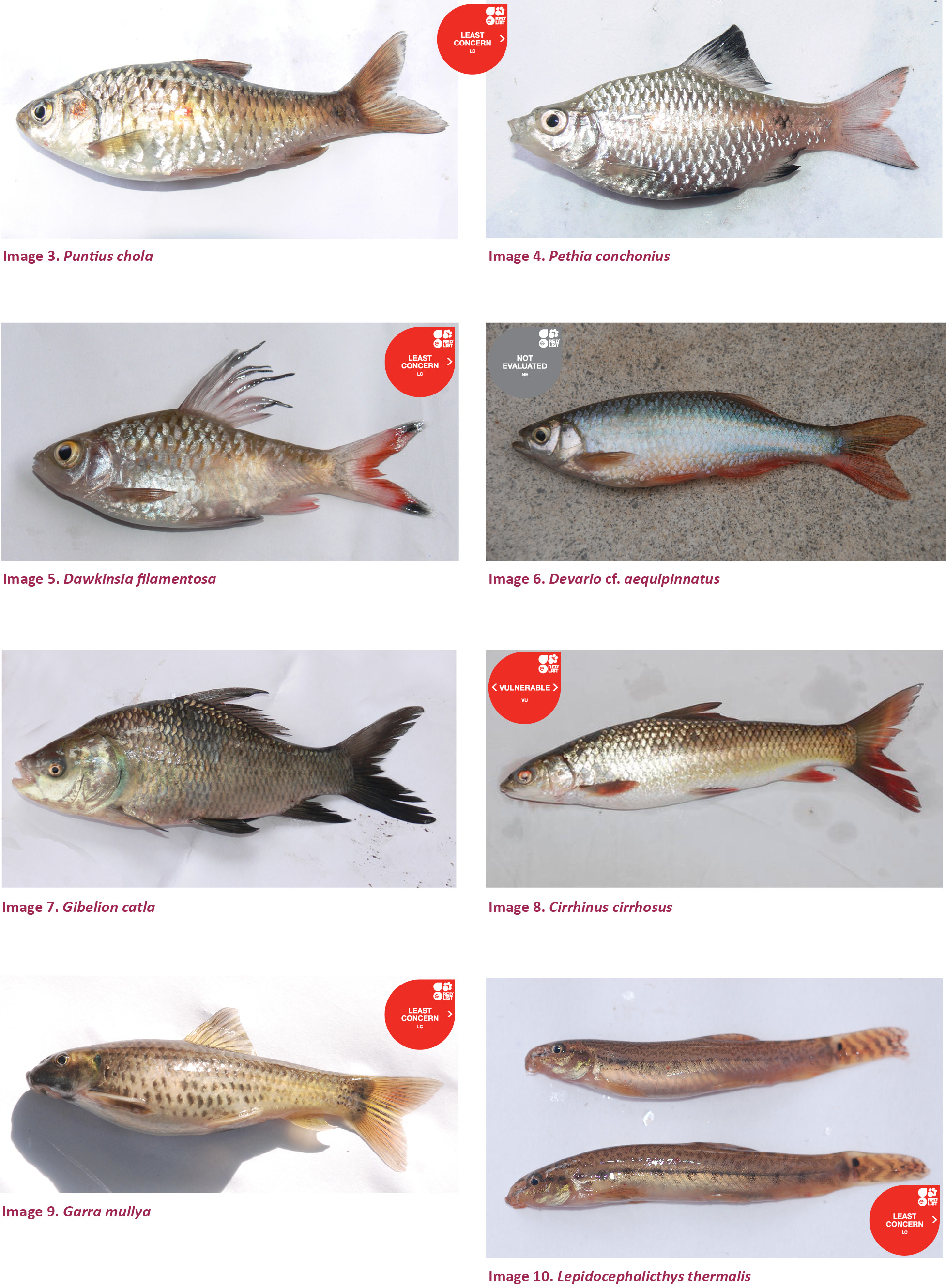 A preliminary checklist of the fishes of Yercaud, Shevroy Hills ...