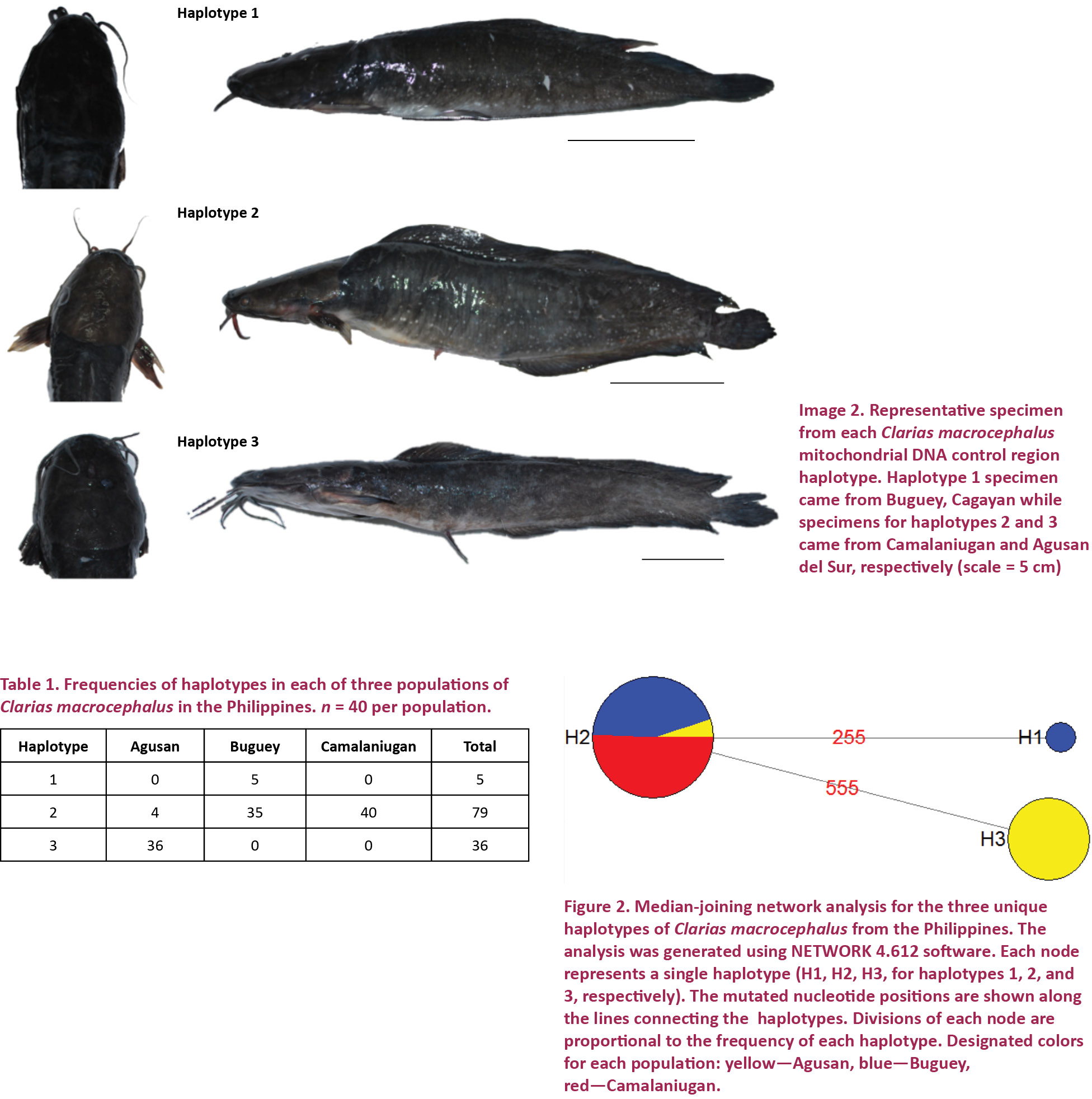 Low genetic diversity in Clarias macrocephalus Günther, 1864 ...