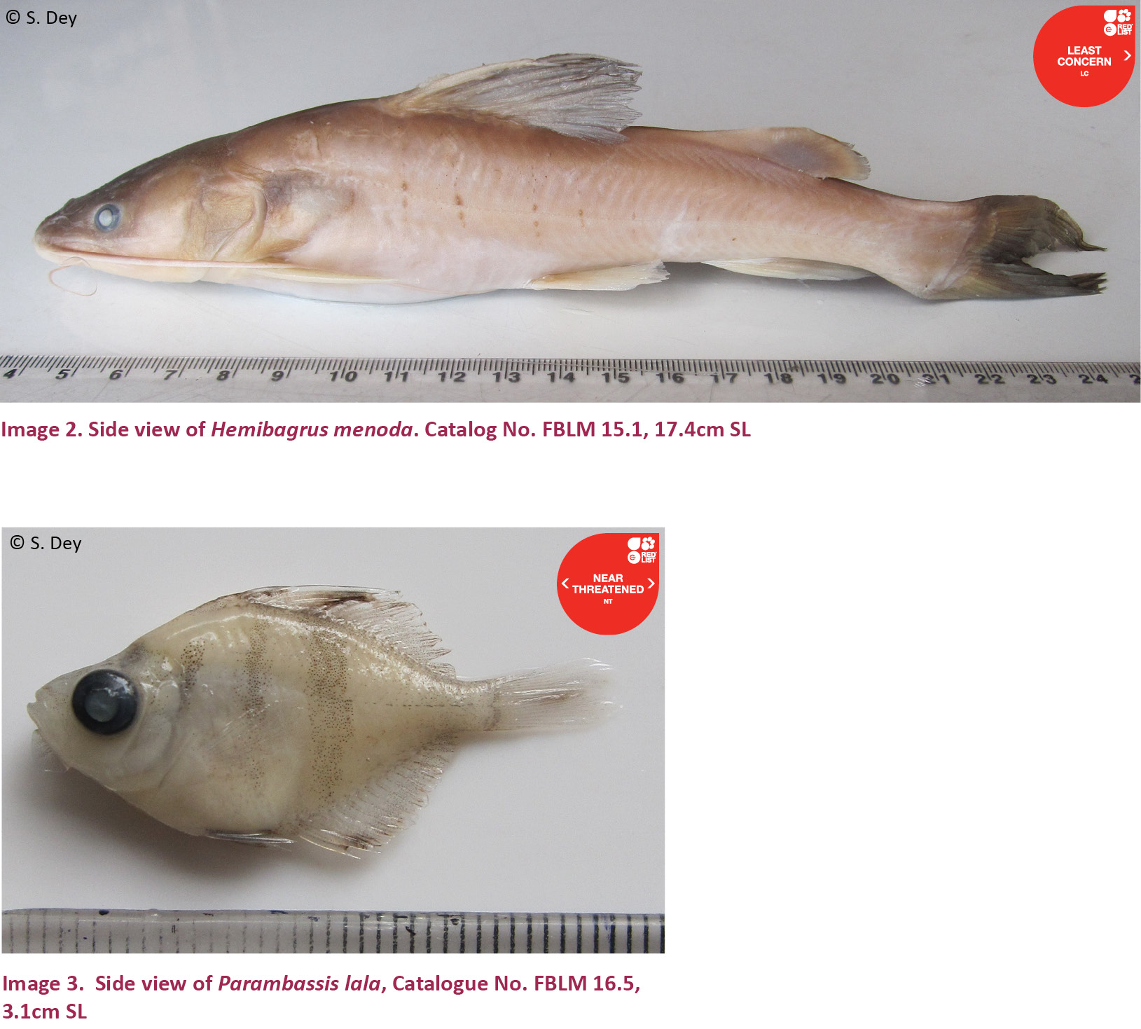 New records of three species of fish in the upper reaches of the ...