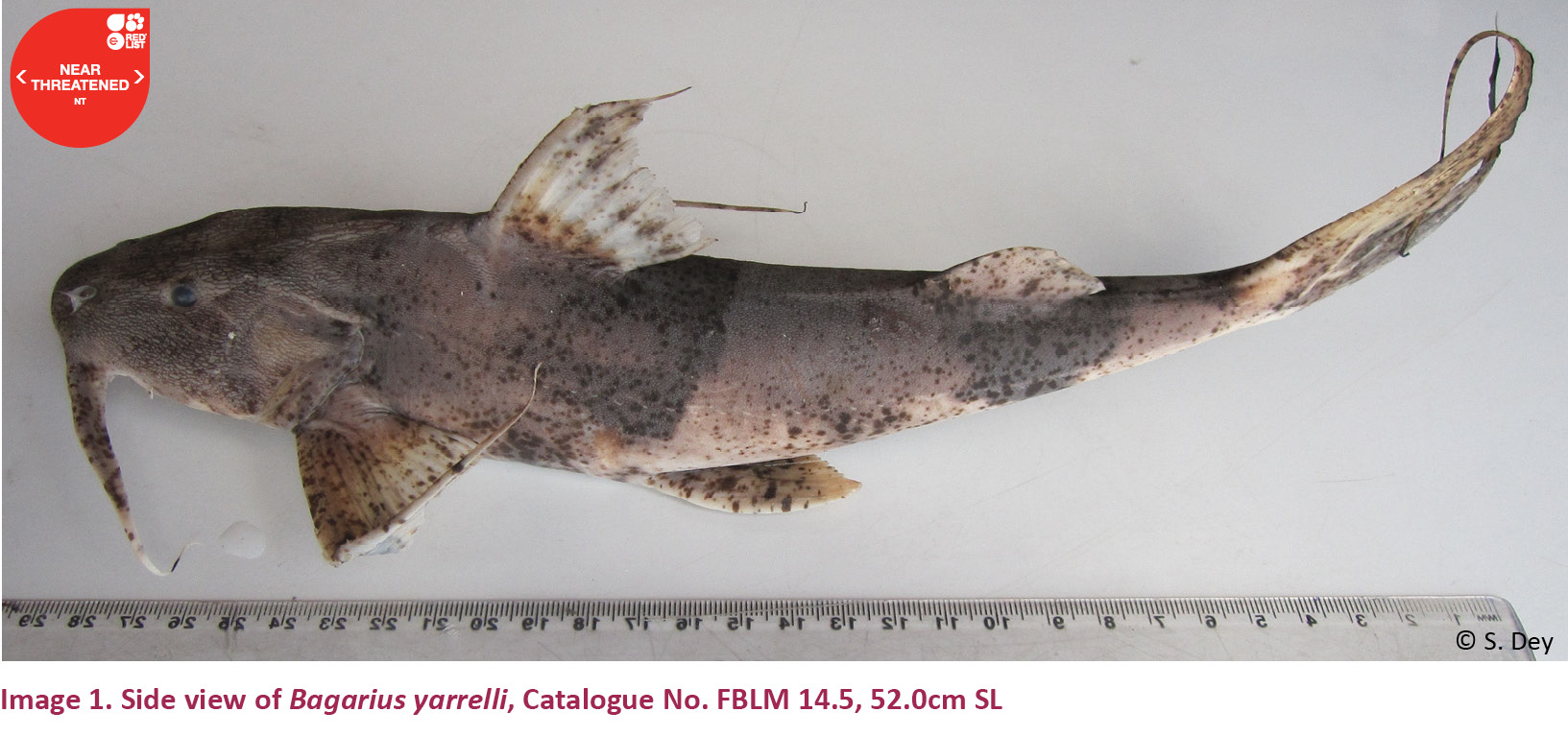 New records of three species of fish in the upper reaches of the ...