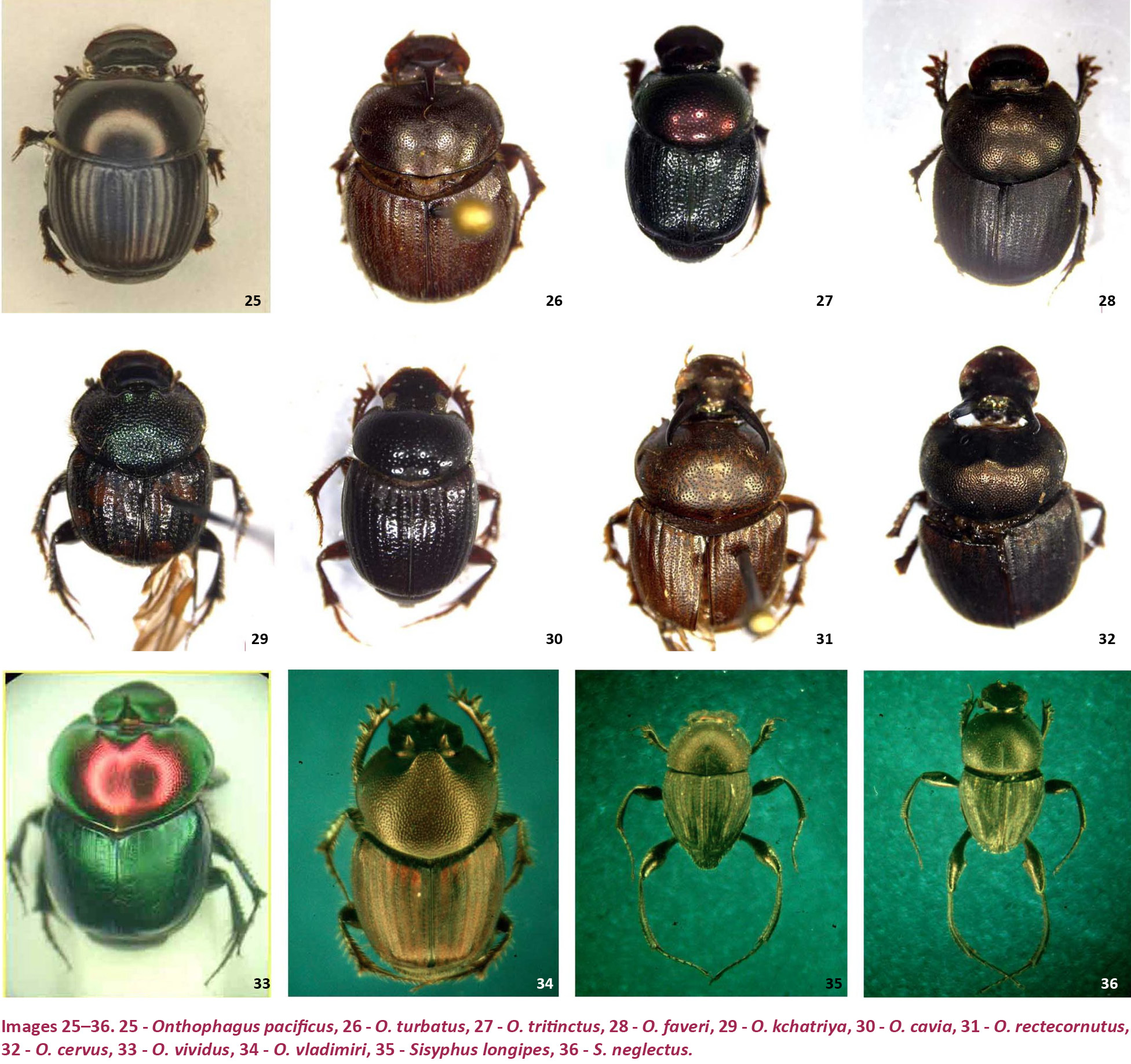 An illustrated checklist of dung beetles (Coleoptera: Scarabaeinae ...