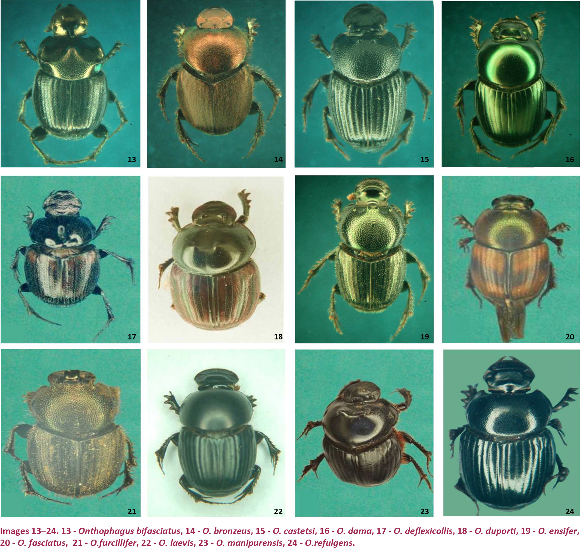 An illustrated checklist of dung beetles (Coleoptera: Scarabaeinae ...