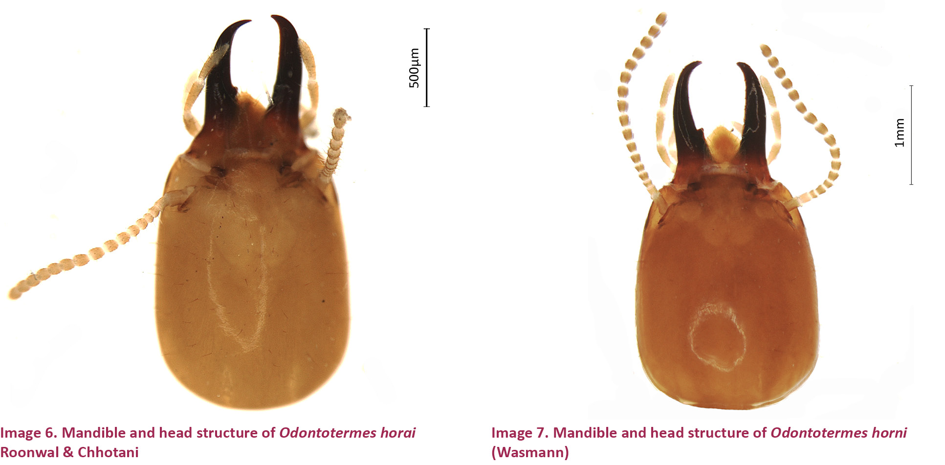 Subterranian termite genus Odontotermes (Blattaria: Isoptera ...