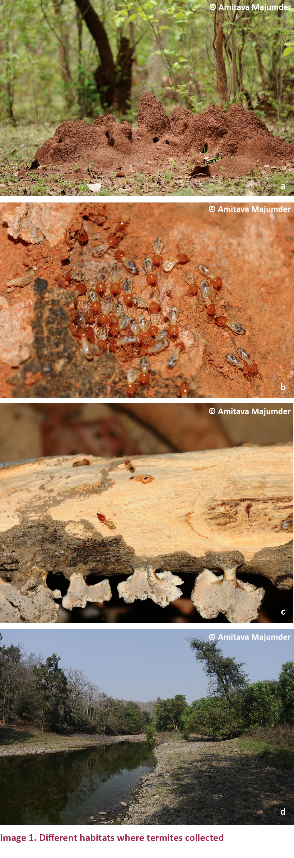 Subterranian termite genus Odontotermes (Blattaria: Isoptera ...