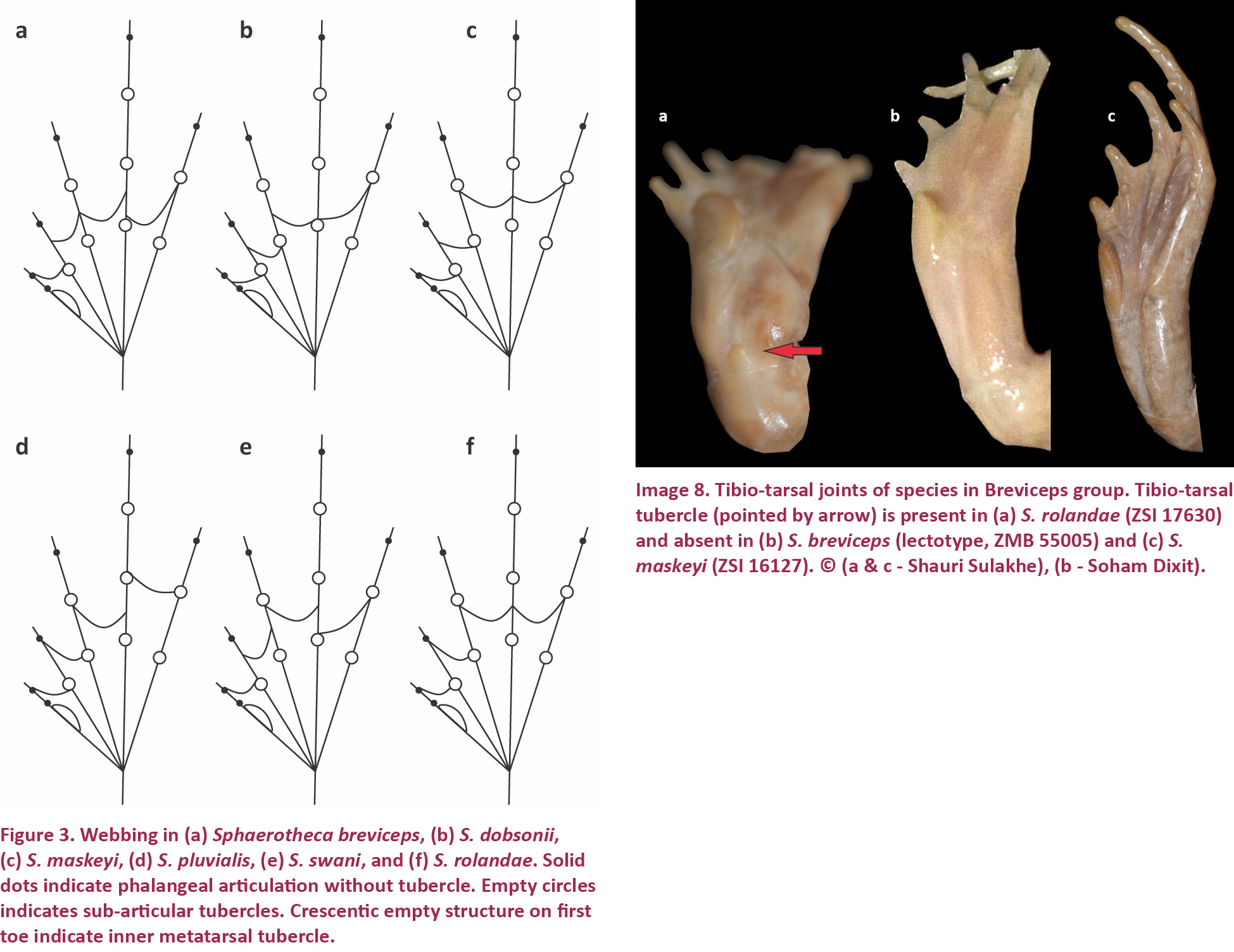 Identity of Sphaerotheca pluvialis (Jerdon, 1853) and other available ...