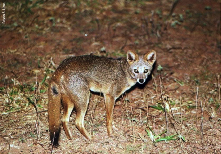 The fantastic Hoary Fox of Brazil: bringing the nocturnal into the ...
